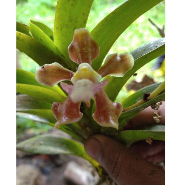 Jual Anggrek Vanda Sumatera Dewasa,Ukuran 15-30cm | Shopee Indonesia