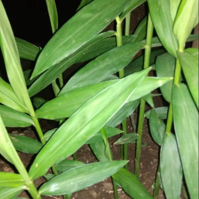 Jual Tanaman bangkle ( obat herbal medis dan non medis) | Shopee Indonesia