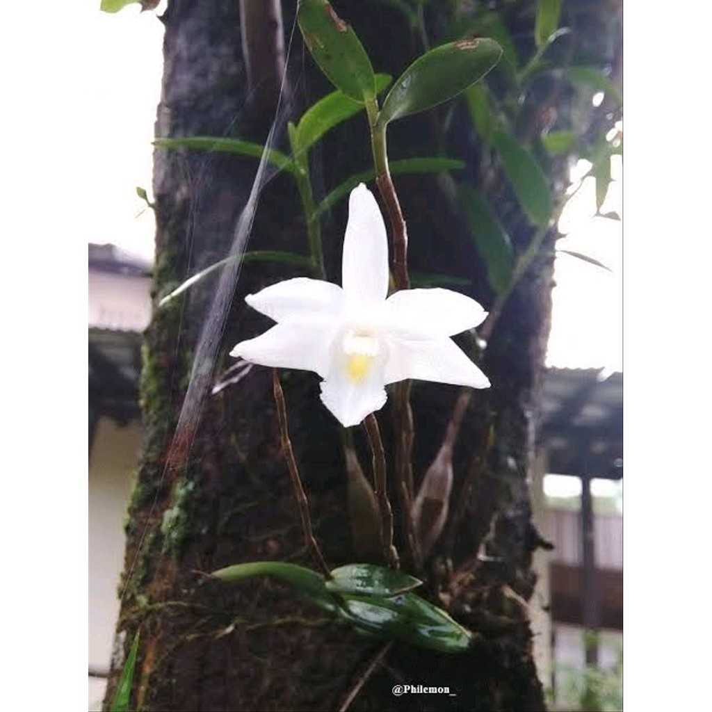 Paling Bagus 24+ Bunga Anggrek Merpati Putih - Gambar Bunga Indah