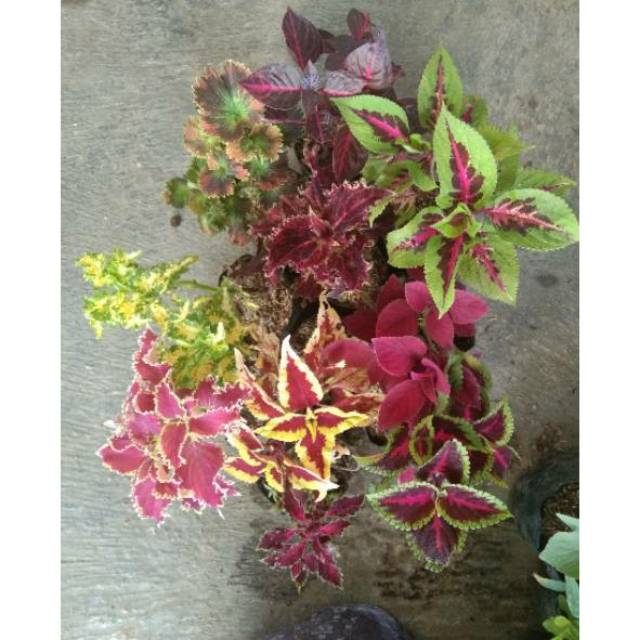 Jual Paket hemat tanaman hias miana inler 10 macam. | Shopee Indonesia Jual Paket hemat tanaman hias miana inler 10 macam. | Shopee Indonesia