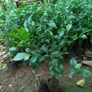 Jual Tanaman pagar teh - tehan - tetehan tanaman pagar - pohon tetehan ...