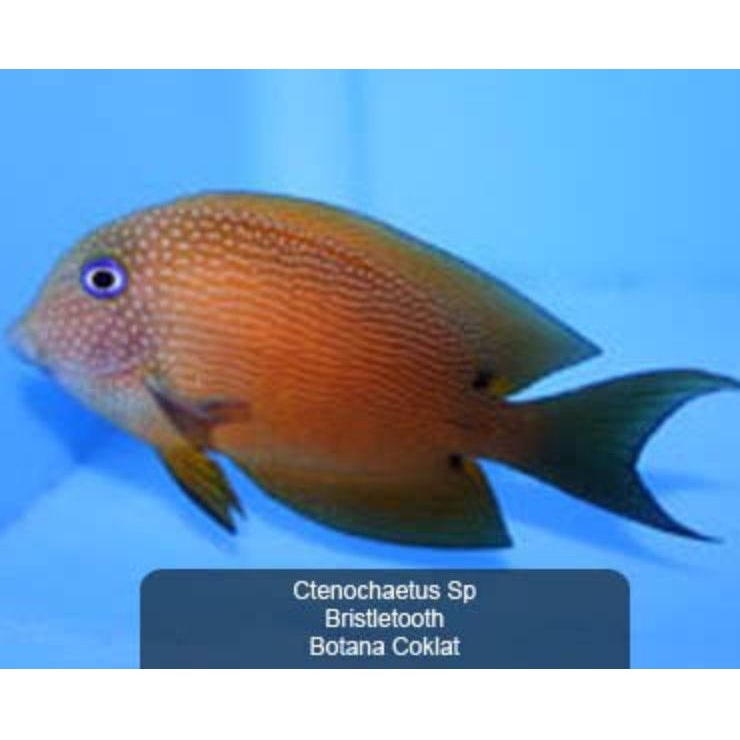 Jual Ikan Hias Botana Cokelat | Shopee Indonesia