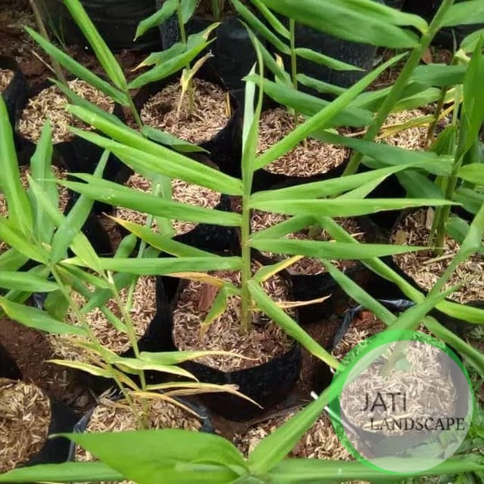 Jual tanaman herbal bangle bengle panglai pohon obat rempah | Shopee ...