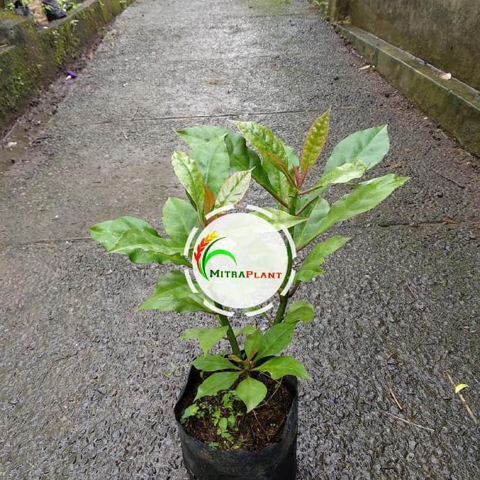 Jual Bibit Tanaman Daun Jarum Tujuh Bilah - Pohon Jarum 7 Bilah ... Jual Bibit Tanaman Daun Jarum Tujuh Bilah - Pohon Jarum 7 Bilah ...