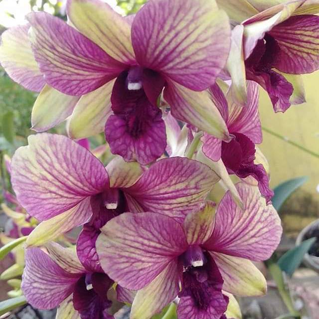 Jual bibit Anggrek dendrobium Emerald | Shopee Indonesia