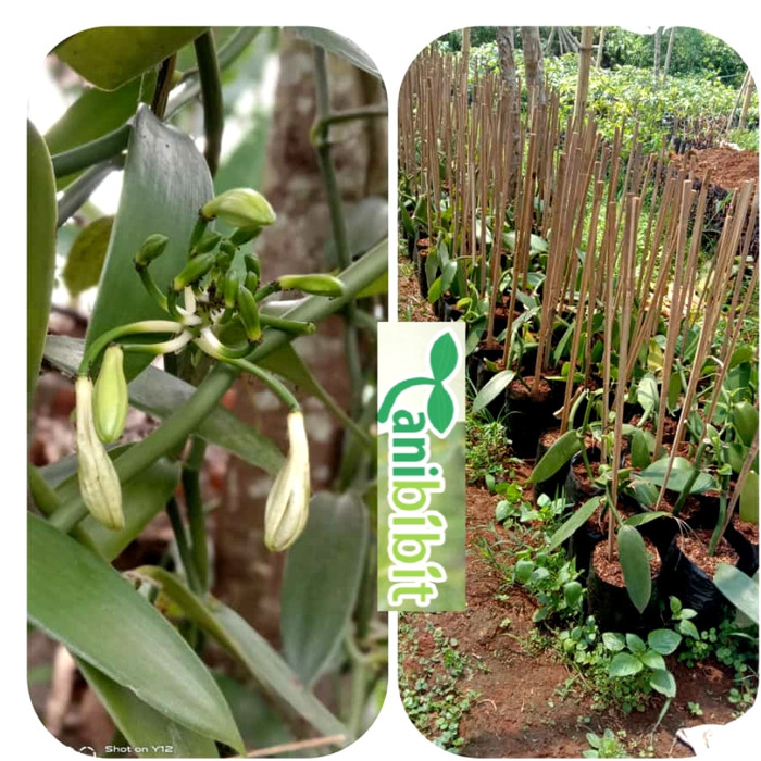 Jual Bibit Pohon Vanili - Tanaman Vanila - Vanilli Vanilla Indonesia ...