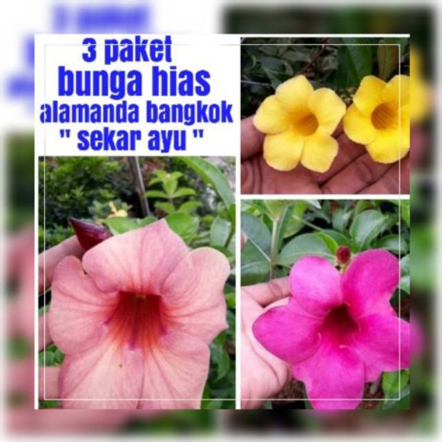 Wajib Tahu! 19+ Jenis Tanaman Bunga Alamanda Terbaru - Informasi ...