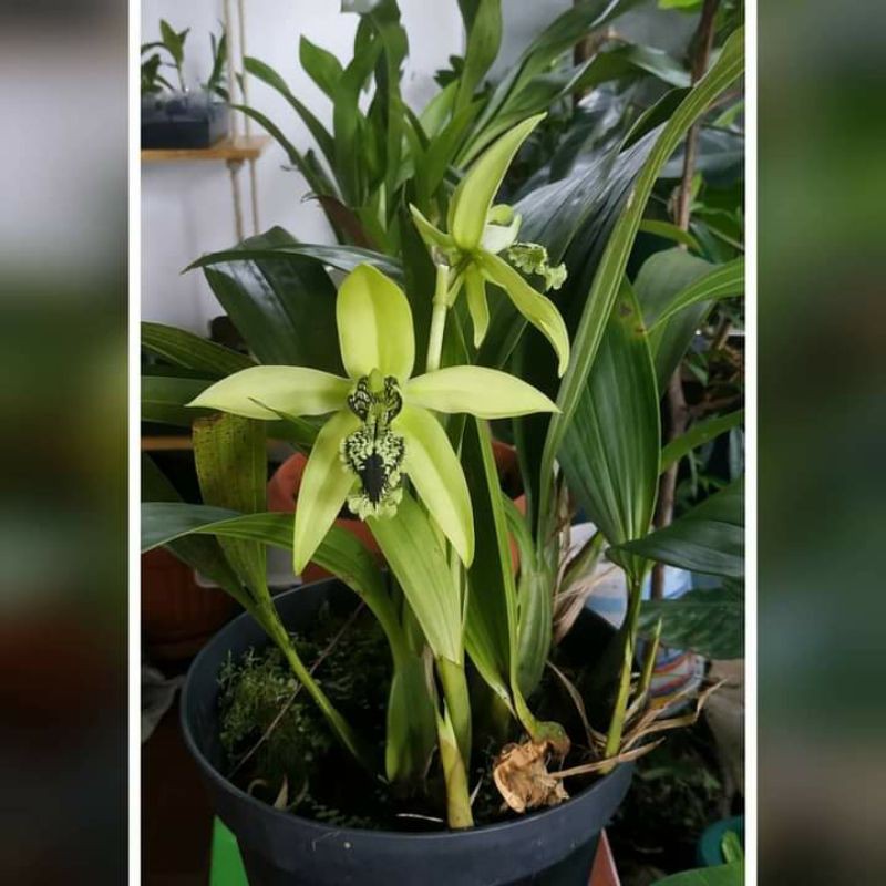 Jual Anggrek Spesies Kalimantan/Anggrek Hitam/Coelogyne Pandurata ...