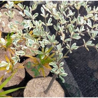 Jual 2 BATANG BIBIT TANAMAN HIAS BUNGA KETAPANG KENCANA VARIEGATA ...