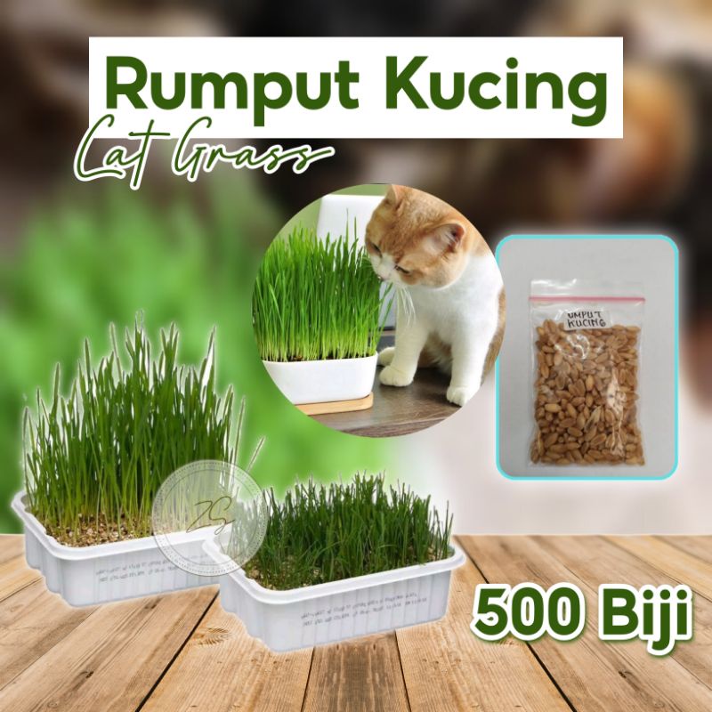 Jual Benih Rumput Kucing Cat Grass 500 seeds | Shopee Indonesia
