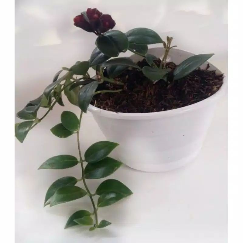 Jual pohon gantung bunga lipstik/tanaman hias | Shopee Indonesia