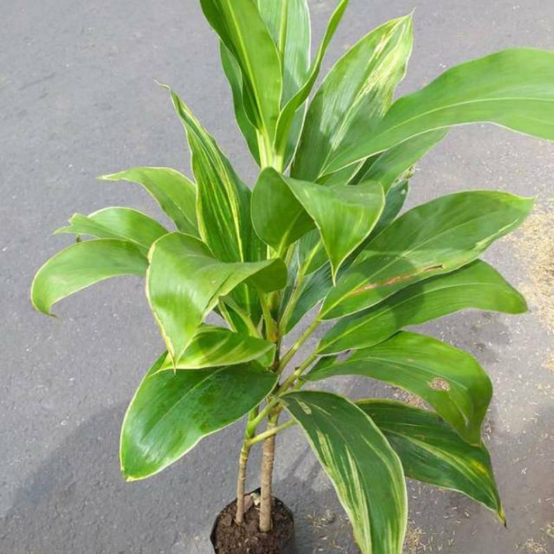 Jual Tanaman Hias Andong Hijau / Hanjuang Hijau | Shopee Indonesia