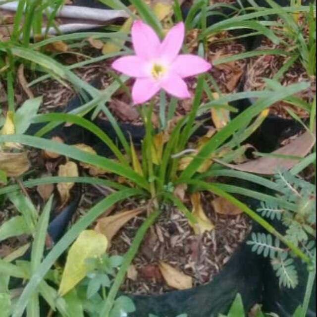 Jual Tanaman hias lili hujan kucai bunga tulip | Shopee Indonesia