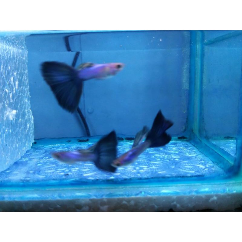 Jual singa blue tail induk | Shopee Indonesia