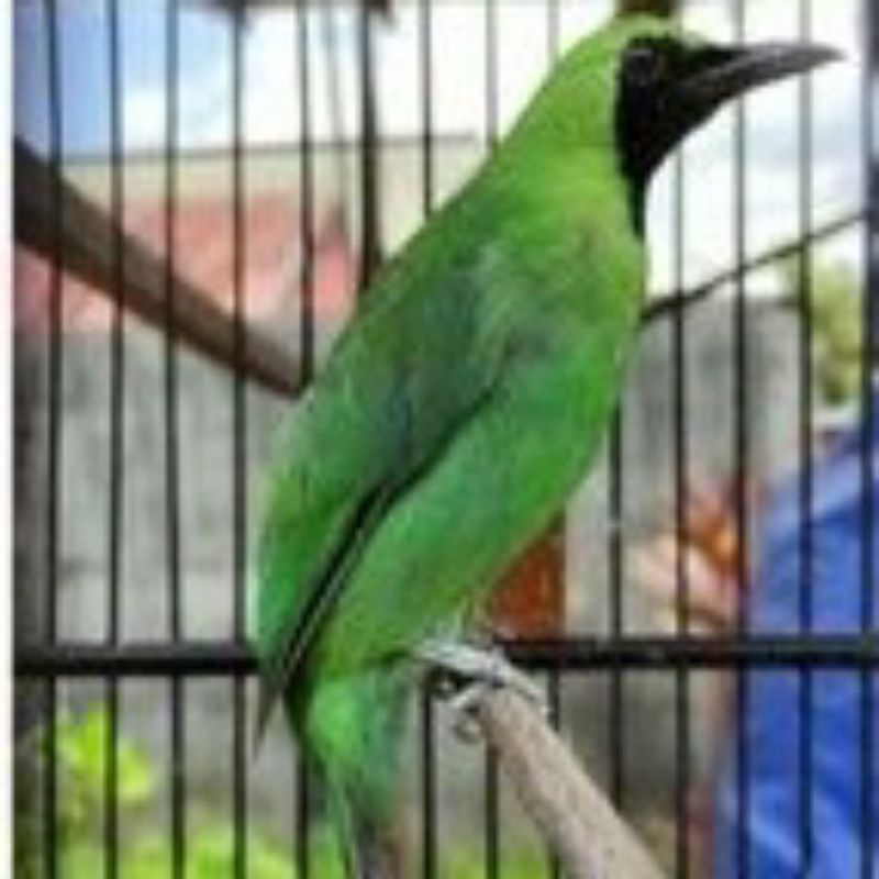 Jual BURUNG CAK IJO JANTAN RAWATAN MULUS | Shopee Indonesia