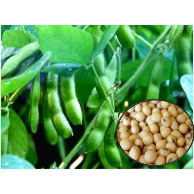 Jual biji benih kedelai lokal (25 biji) | Shopee Indonesia