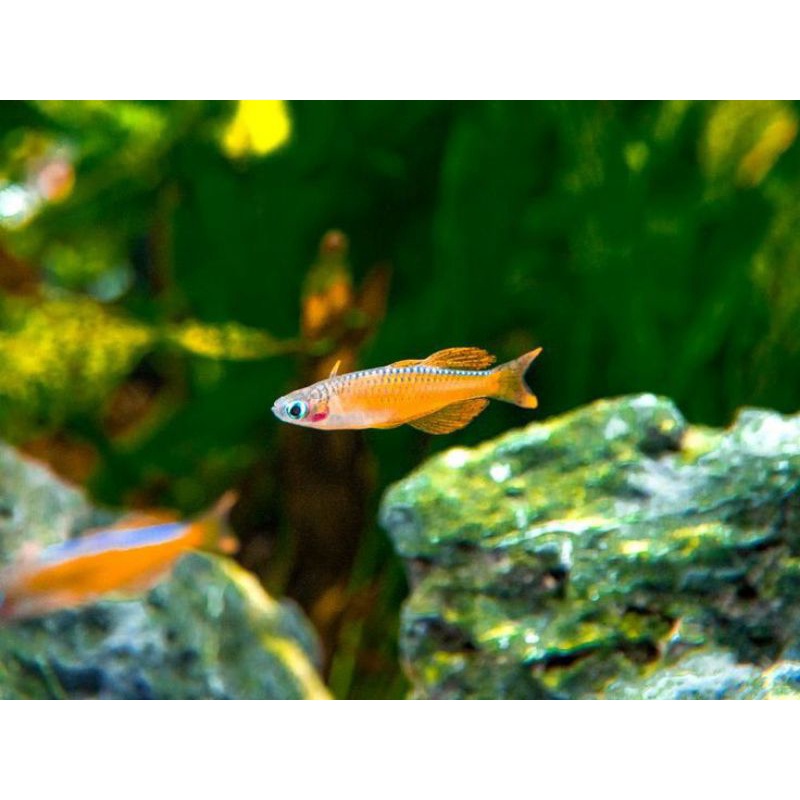 Harga Pseudomugil Terbaru Mei 2023 |BigGo Indonesia