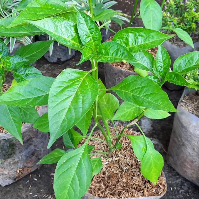Tanaman Cabe Rawit Sambal (Cengek Domba) | Shopee Indonesia