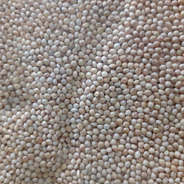 Jual BIJI MILLET MILET PUTIH PAKAN BURUNG BERKICAU DLL | Shopee Indonesia