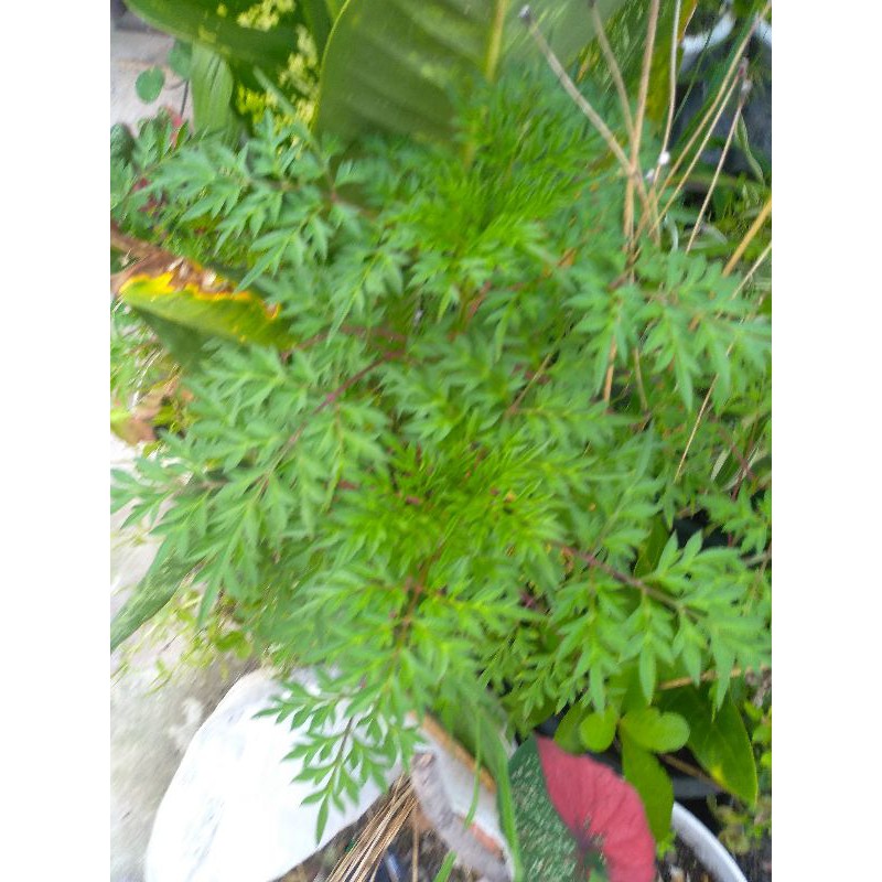Jual POHON KENIKIR - POHON ULAM RAJA - Benih - BIBIT - DAUN SURING ...
