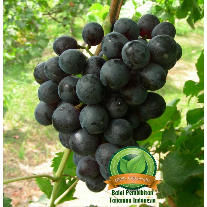 Jual bibit anggur caroline black rose / bibit buah / tanaman (BISA COD ...