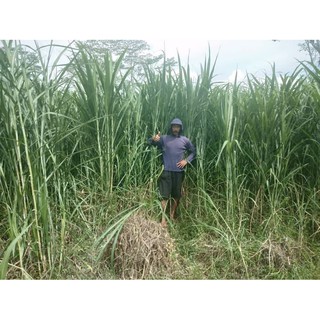 Jual Bibit Kolonjono Rumput Raja King Grass Perkilo | Shopee Indonesia