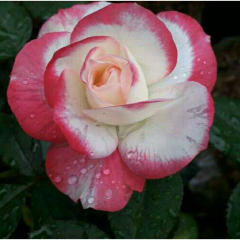 Jual Tanaman Hias Bunga Mawar - Bunga Mawar Double Delight - Pohon Bunga Mawar | Shopee Indonesia