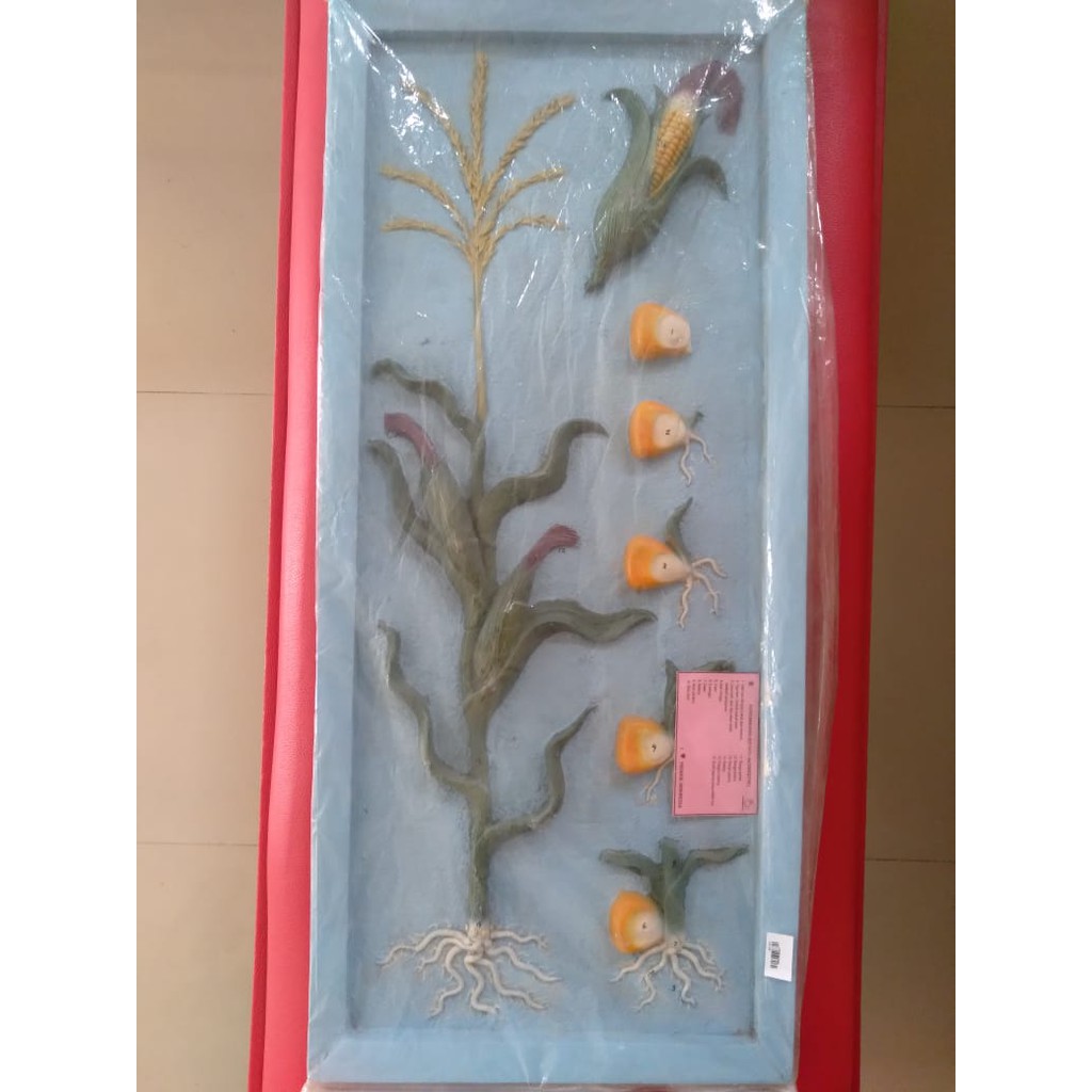 Jual Alat peraga edukatif penampang jagung | Shopee Indonesia