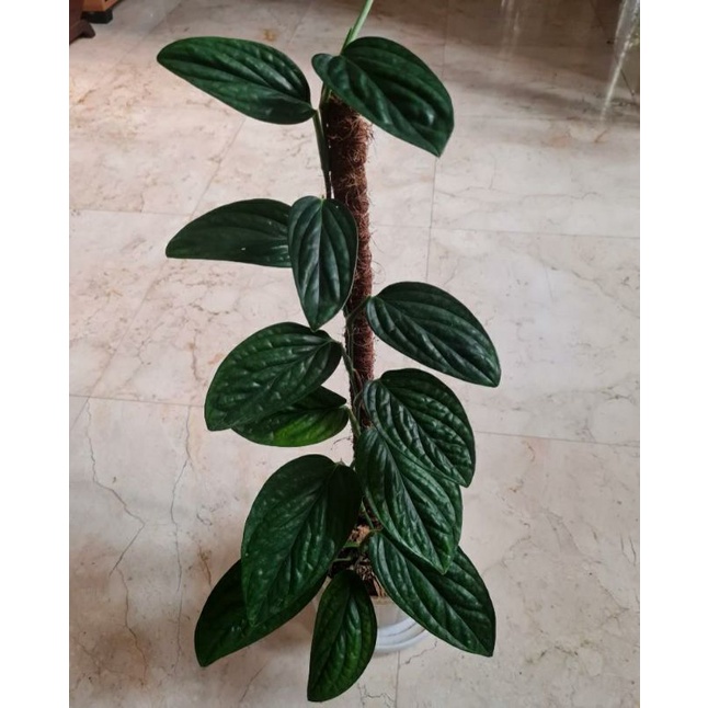Jual Philo Sirih Badak Monstera peru Monstera Karstenianum Tanaman ...