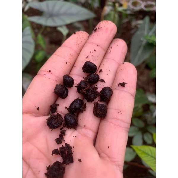 Jual Biji Musa ingens Papua Asli Pisang Raksasa Pisang Rasaksa Asli ...