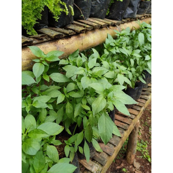 Jual Bibit Pohon Surawung / Pohon Kemangi | Shopee Indonesia