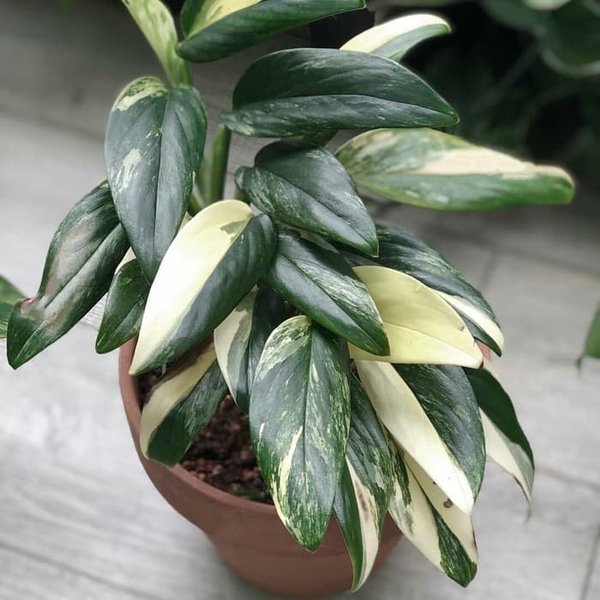 Jual MONSTERA STANDLEYANA VARIGATA TANAMAN HIAS BUNGA MONSTERA TANAMAN ...