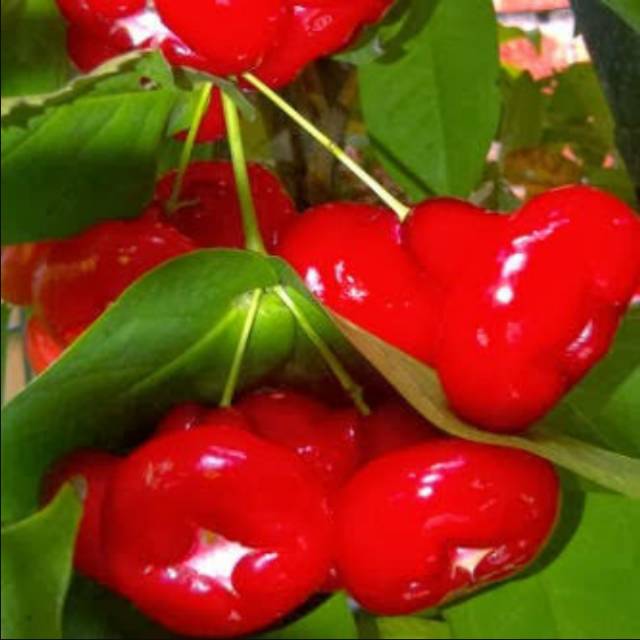 Jual Bibit jambu kancing merah | Shopee Indonesia
