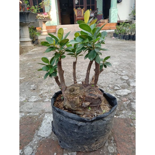 Jual tanaman hias atau bonsai iprik sambung ficus korea, sesuai foto ...