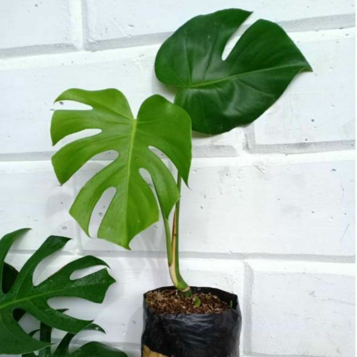 Jual jual bibit pohon monstera/tanaman hias monstera daun besar ALDI ...