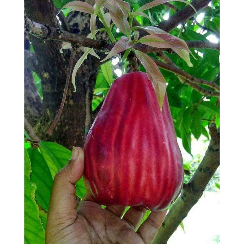 Jual Bibit Jambu Air Darsono (jamaika) | Shopee Indonesia