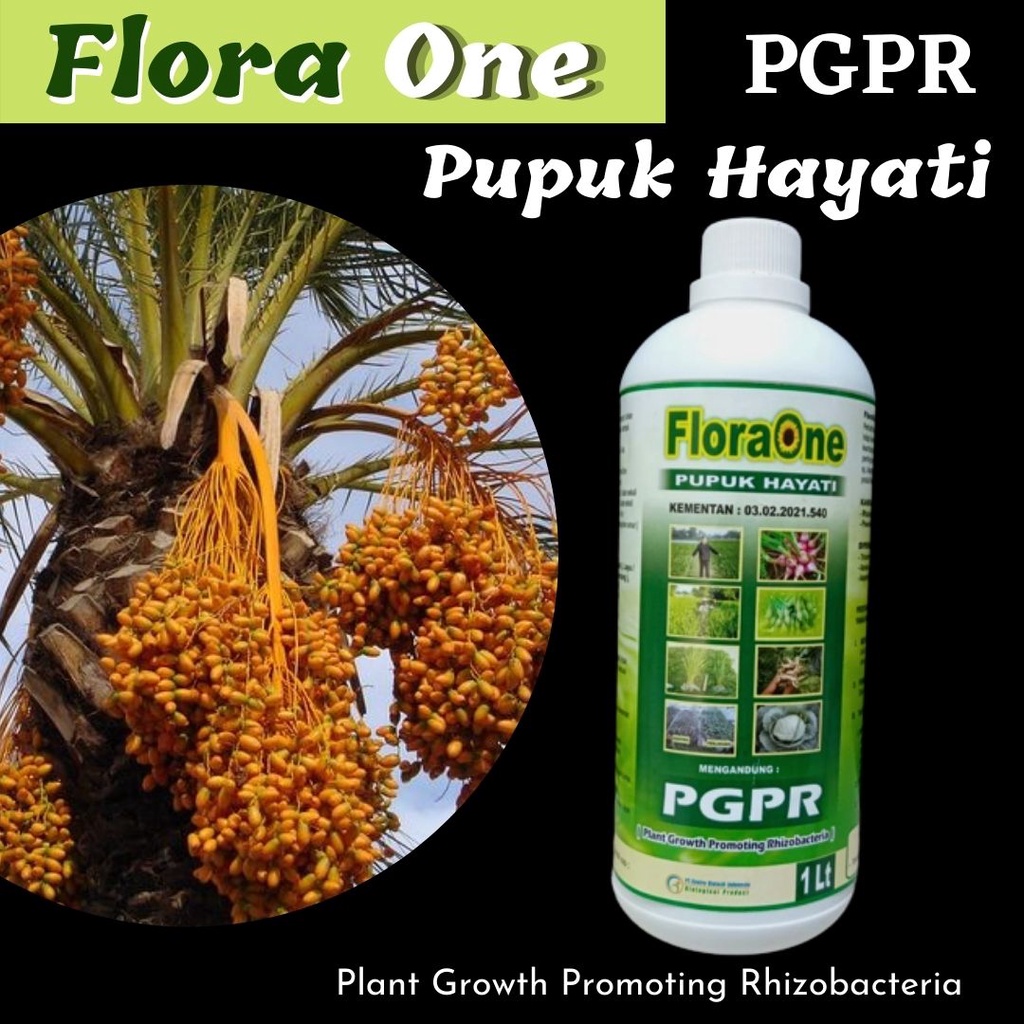Jual Pupuk Hayati PGPR Cair 1 Liter, Pupuk Perangsang Buah Kurma ...