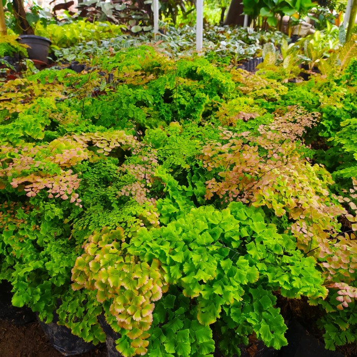 Jual tanaman hias pakis suplir - tanaman hias adiantum ( Maiden hair fern ) | Shopee Indonesia