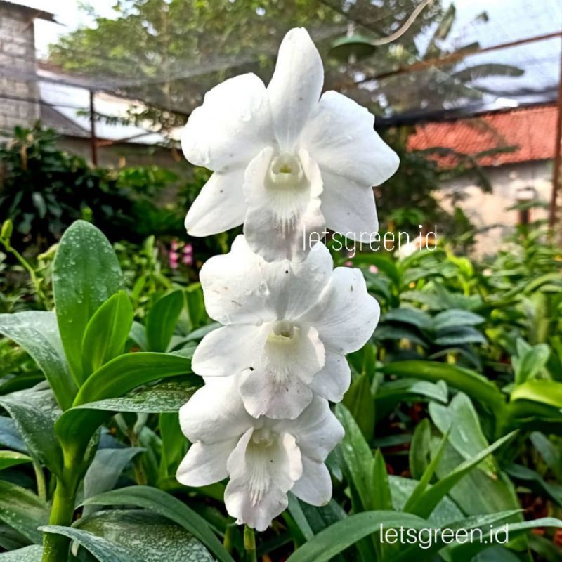 Jual Anggrek Dendrobium Pure Delight - Tanaman Hias Hidup - Bunga hidup ...