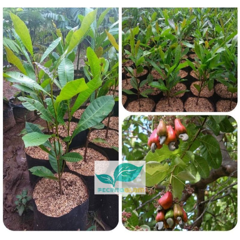 Jual Bibit pohon jambu mete / Buah mede jambu monyet langka | Shopee ...