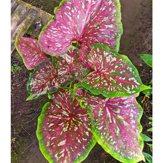 Jual Tanaman hias Caladium Lance Whorton | Shopee Indonesia