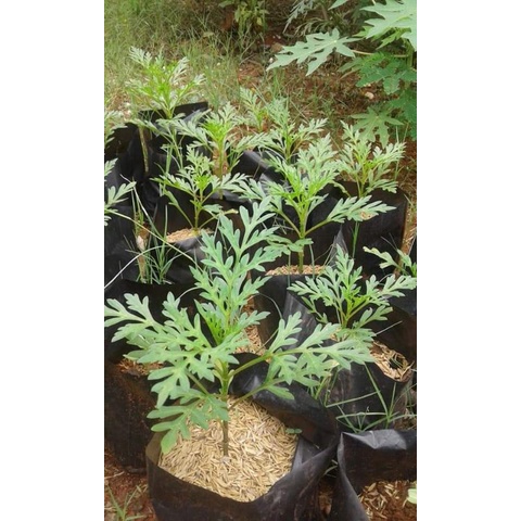 Jual BIBIT KENIKIR SAYUR ULAM RAJA SIAP TANAM HARGA PERBATANG Indonesia ...