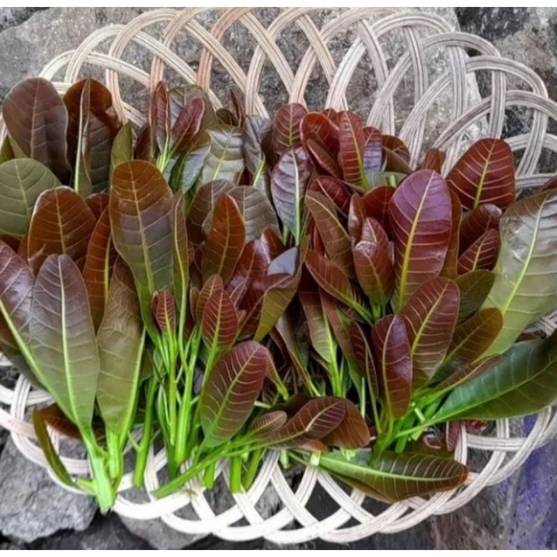 Jual Daun Jambu monyet/Jambu mete per 100 gram (original) | Shopee ...