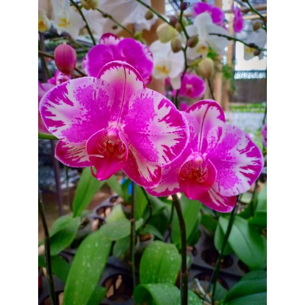 anggrek bulan taiwan motif batik | Shopee Indonesia