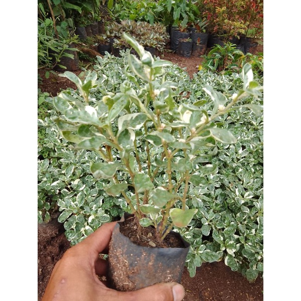 Jual Tanaman hias pagar Kerokot parigata | Shopee Indonesia