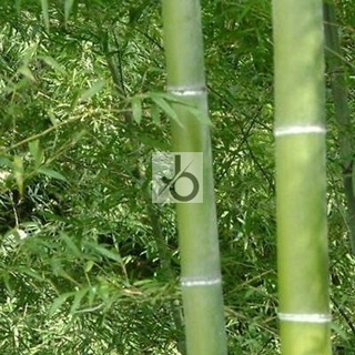 Jual Johrnia 2 Benih Biji BAMBU MOSO Green | Shopee Indonesia