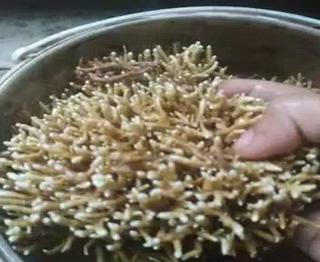 Jual Pupuk Organik Jakaba Jamur Keberuntungan Abadi 500 gr | Shopee ...