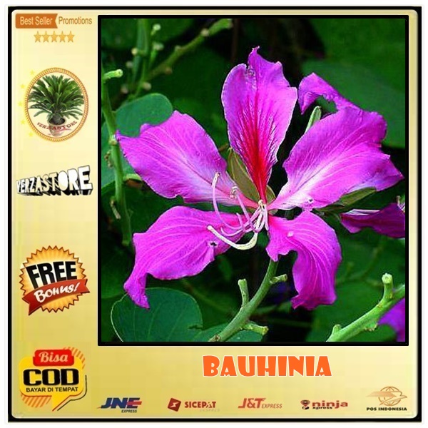 Jual biji benih bunga bauhinia /5 biji | Shopee Indonesia