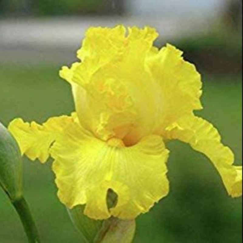 Jual Bunga hias iris / airis tumpuk berbunga | Shopee Indonesia