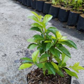 Jual Tanaman hias pangkas kuning Indonesia|Shopee Indonesia